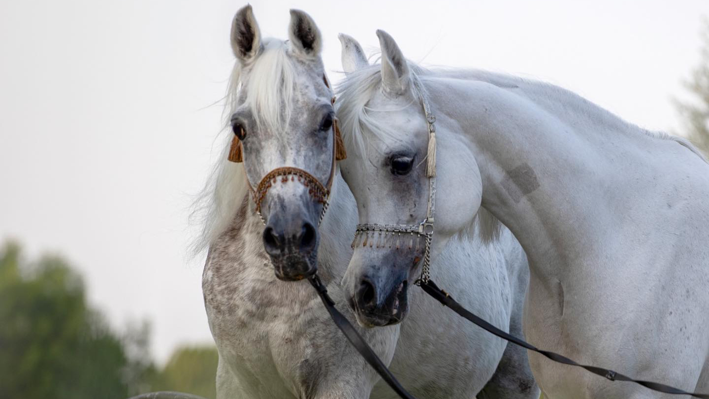 Home [www.alwaabfarm.com]