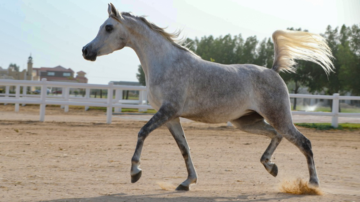 Home [www.alwaabfarm.com]